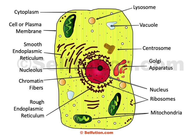 Structure and Function of a Cell and its Organelles » Selftution