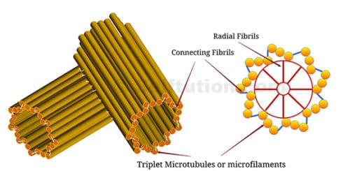 Structure and Function of a Cell and its Organelles » Selftution
