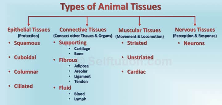 What are Tissues? Definition, Types and Examples » Selftution